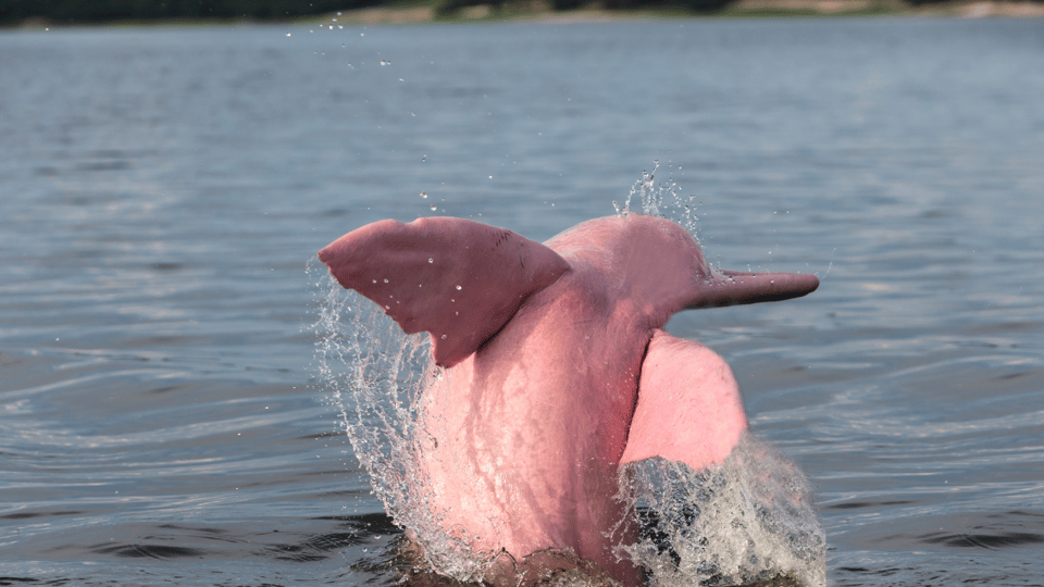 Tour panoramico e snorkeling dei delfini rosa di Koh Samui | GetYourGuide