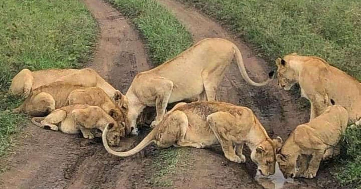 From Nairobi:3-Day Amboseli National Park Safari | GetYourGuide