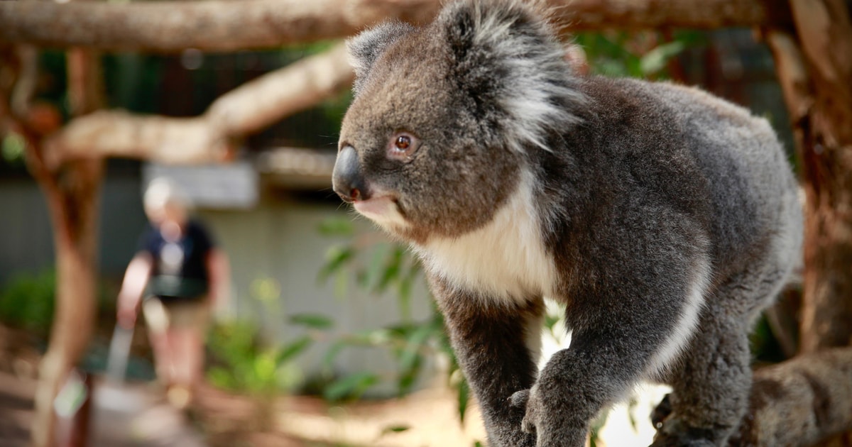 Zoo de Melbourne : billet pour découvrir la faune australienne ...