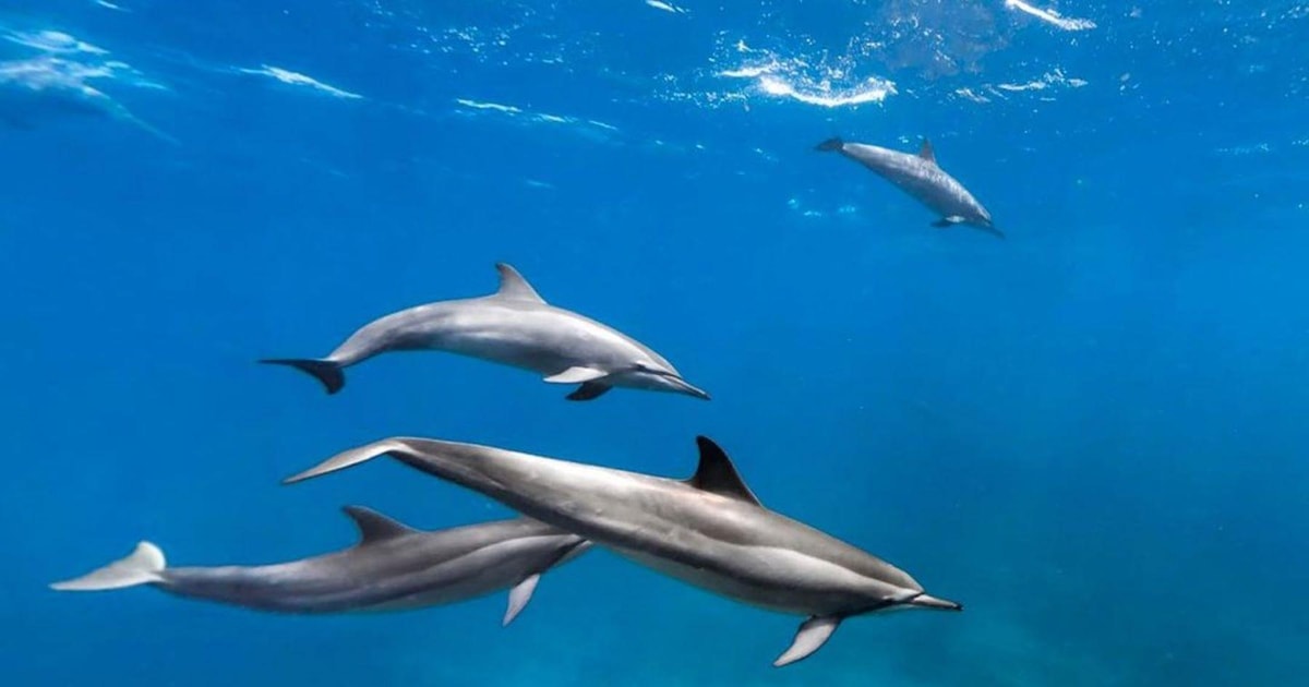 Excursión con delfines, Laguna Azul, Estrellas de Mar, La Roca, Playa ...