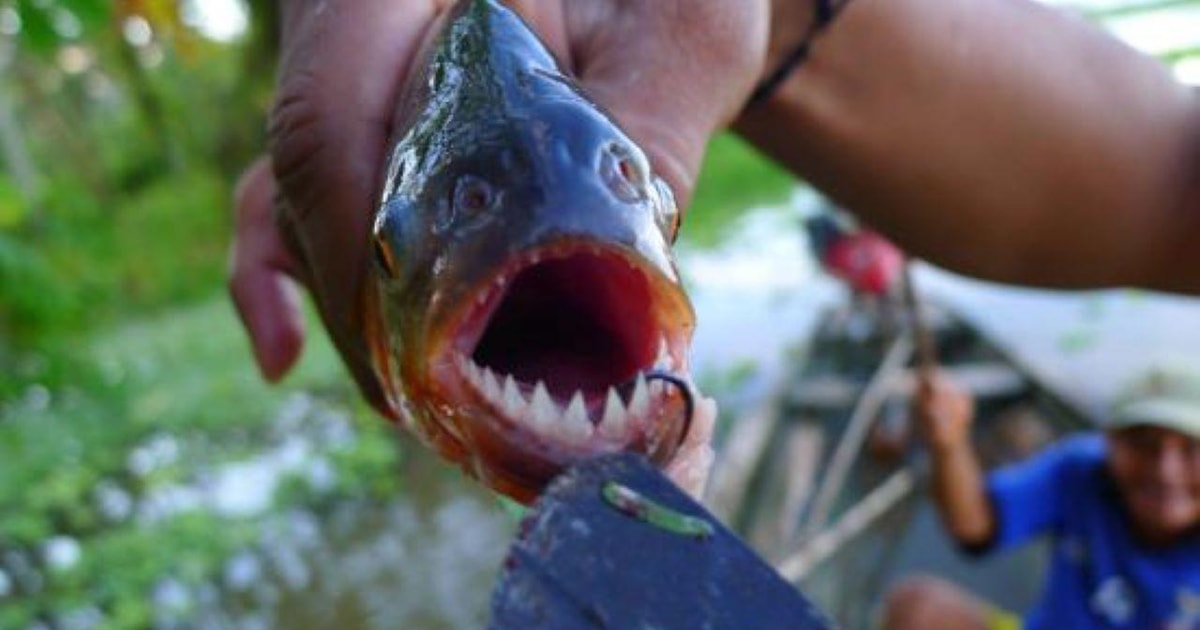 PIRANHA FISHING IN TAMBOPATA | GetYourGuide