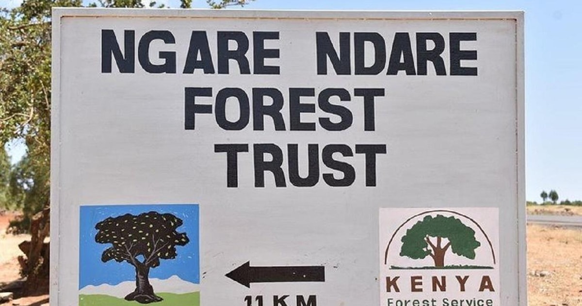 Nairobi: Ngare Ndare Forest Hike und Canopy Walk | GetYourGuide