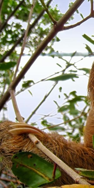 Costa Rica Mangrove Tour: Terraba National Wetlands - Uvita | GetYourGuide