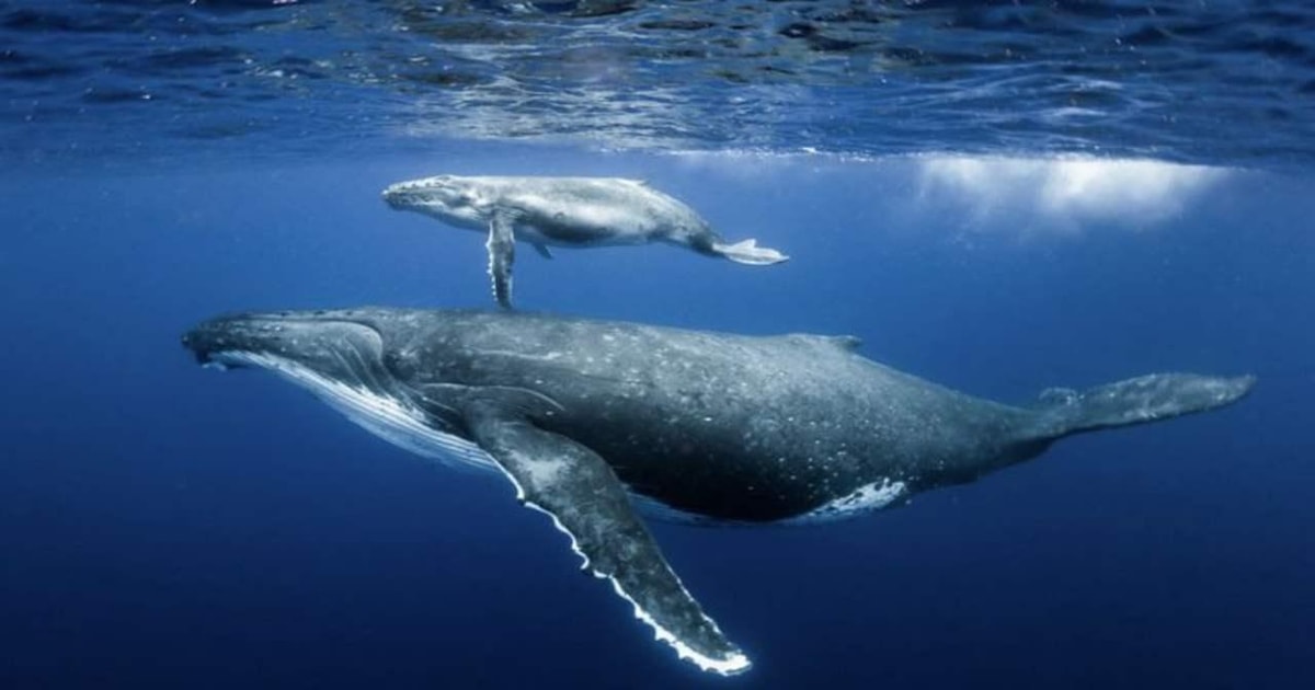 Samaná: Samaná Bay Whale Watching Tour with Drinks | GetYourGuide