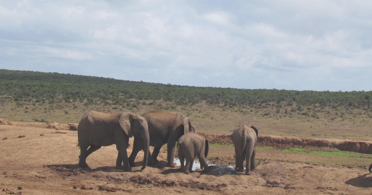 ADDO GAME DRIVE | GetYourGuide