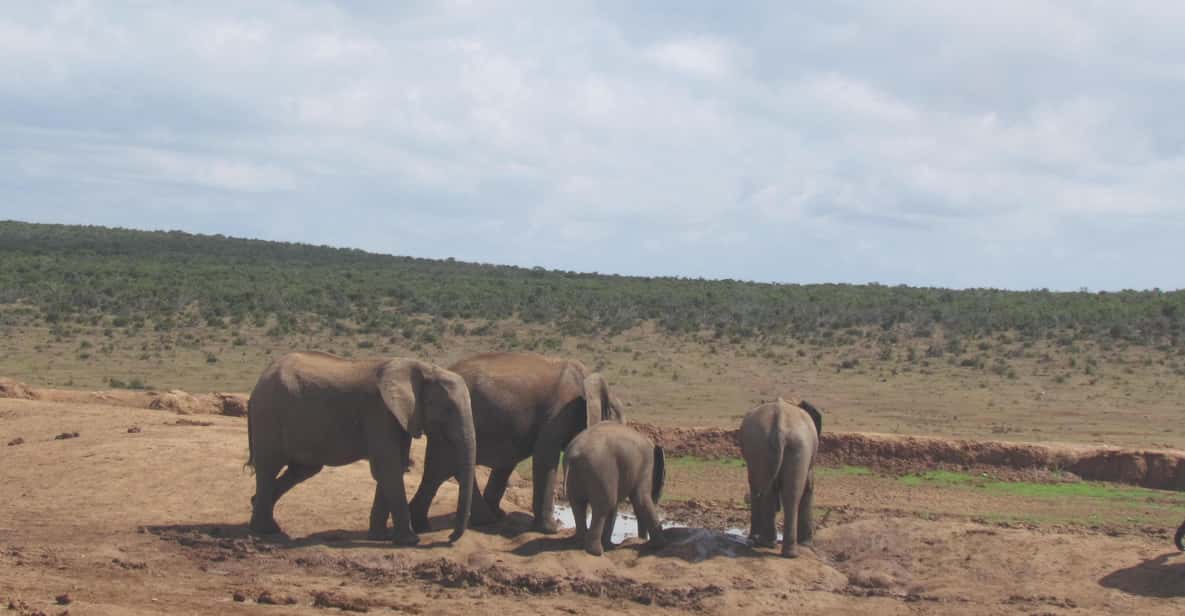 ADDO GAME DRIVE | GetYourGuide