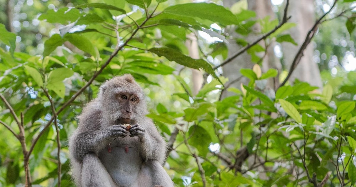Ubud:Bosque de Monos, Terrazas de Arroz, Templos Acuáticos, Cascadas ...