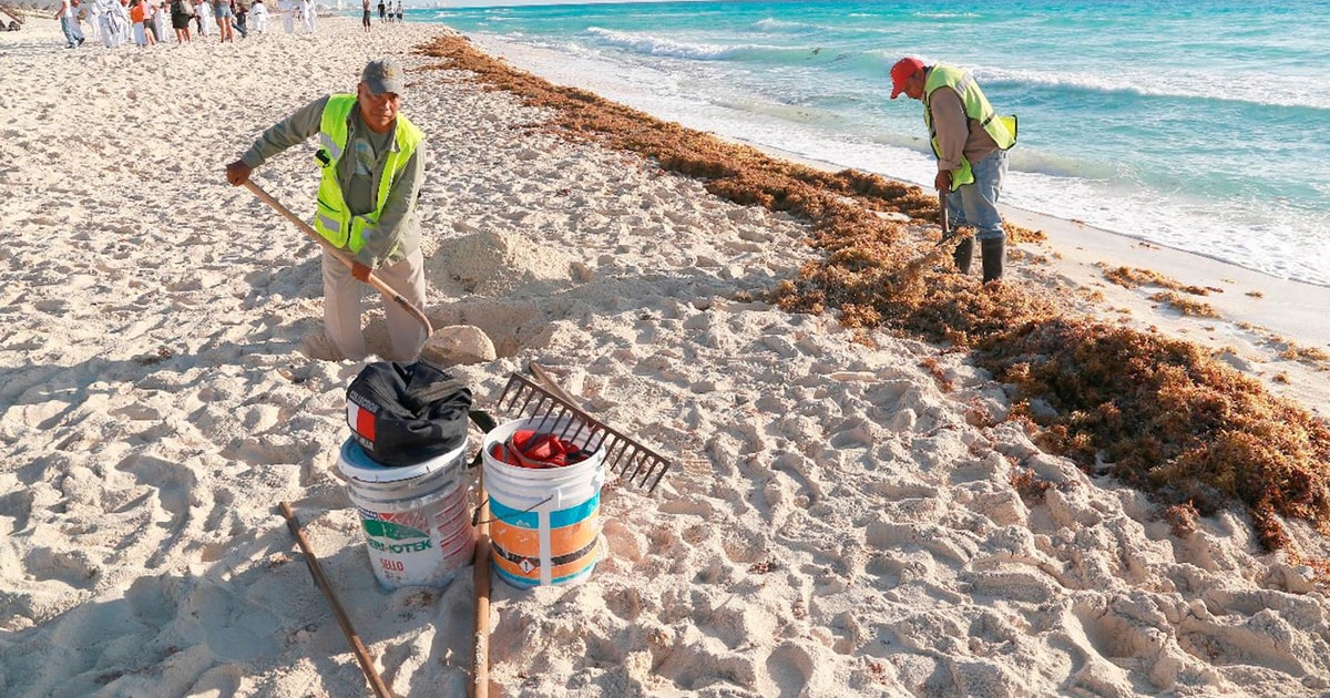 Cozumel Beach Guardians: Making a Difference Together | GetYourGuide