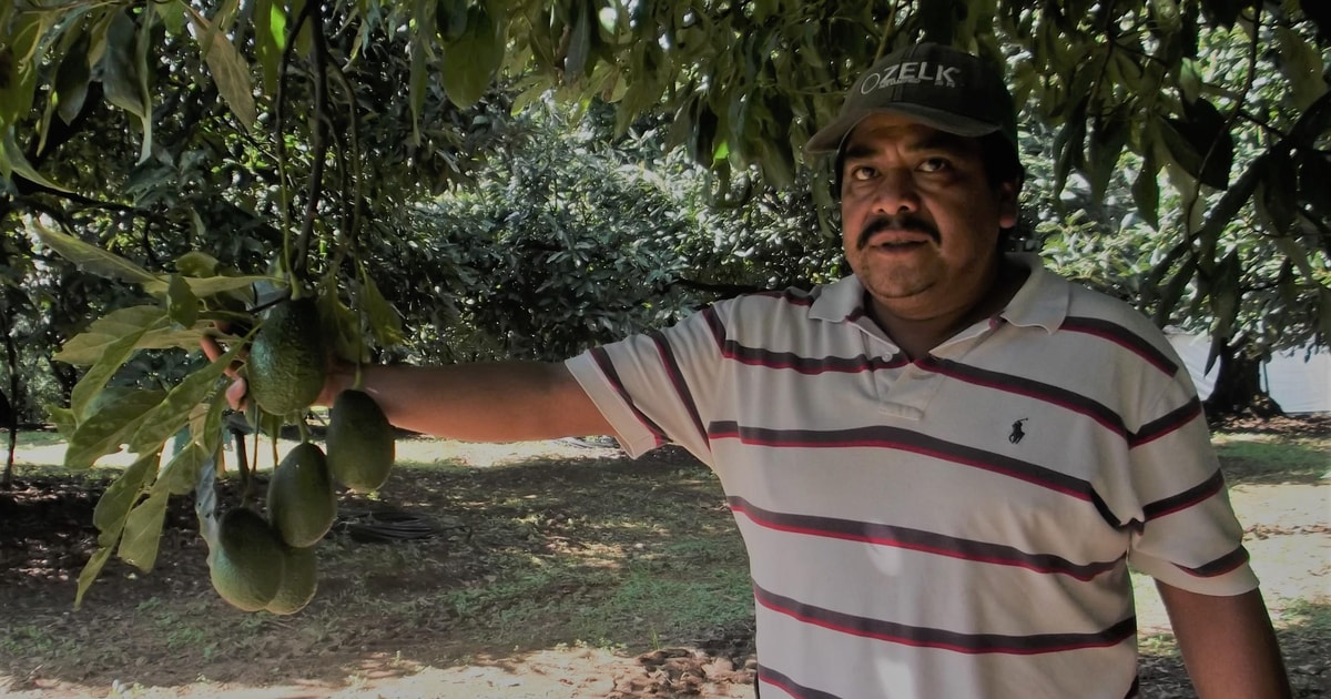 Michoacán: the avocado tour | GetYourGuide