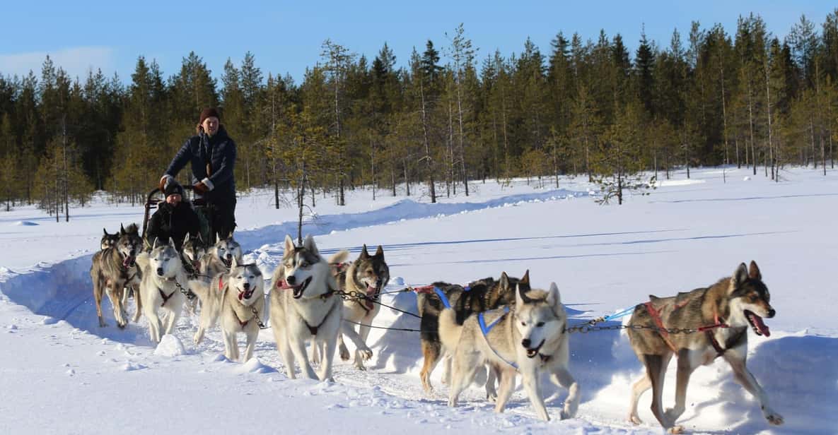 Rovaniemi: 10km Husky Safari with Pickup | GetYourGuide
