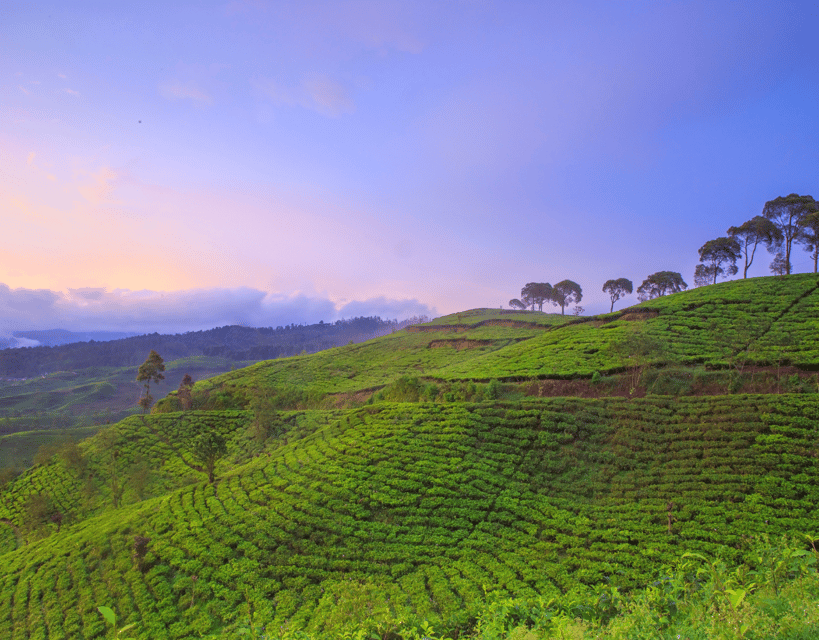 Jakarta: Tangkuban Perahu Volcano & Tea Plantations Day-Tour | GetYourGuide