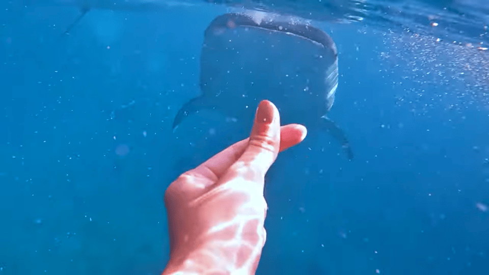 Cebu:Whale Shark Encounter &Moalboal Sardines &Turtle Thrill | GetYourGuide