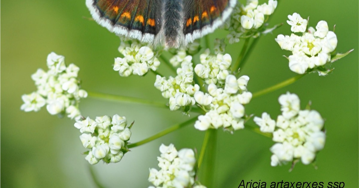 INSEKTER OG ANDRE FANTASTISKE SKABNINGER | GetYourGuide