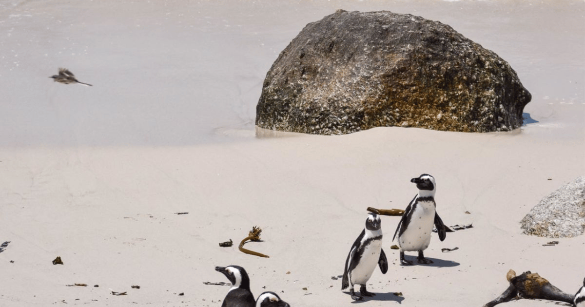 From Cape Town: 3-Day Cape Alguhas, Safari & Winelands Tour | GetYourGuide
