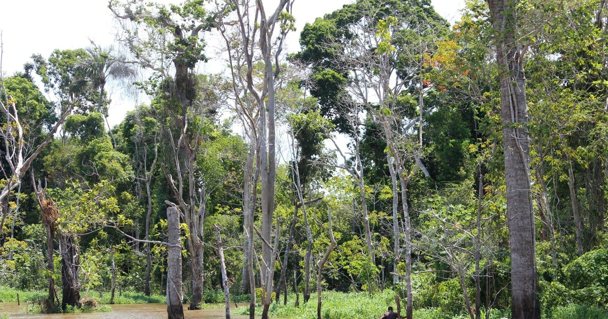 4 Days, 3 Nights Yasuní Tour | GetYourGuide