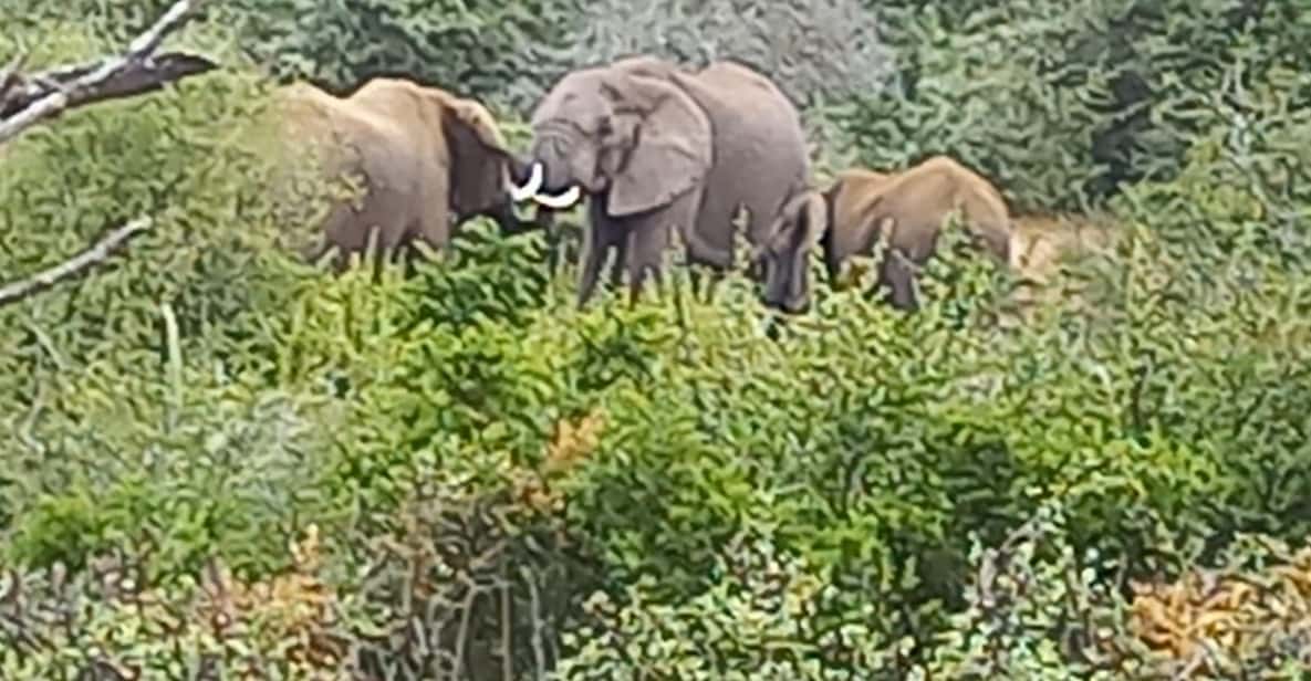 Addo olifanten nationaal park en excursie aan wal met lunch | GetYourGuide