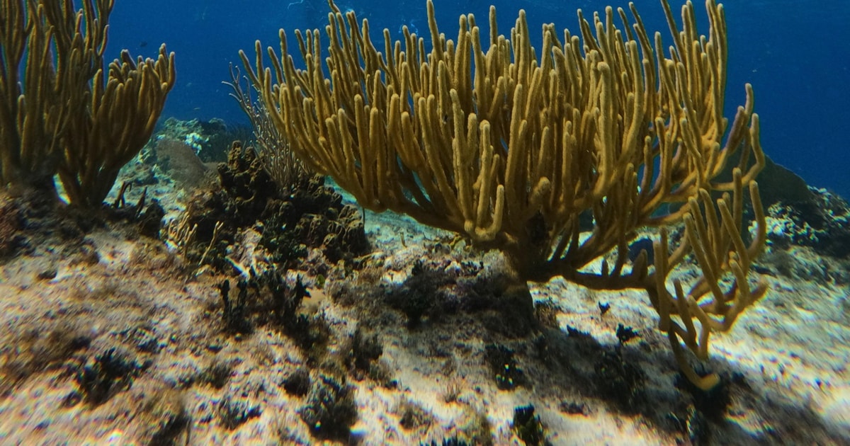 Fai snorkeling lungo la costa con Chivis Del Mar. | GetYourGuide