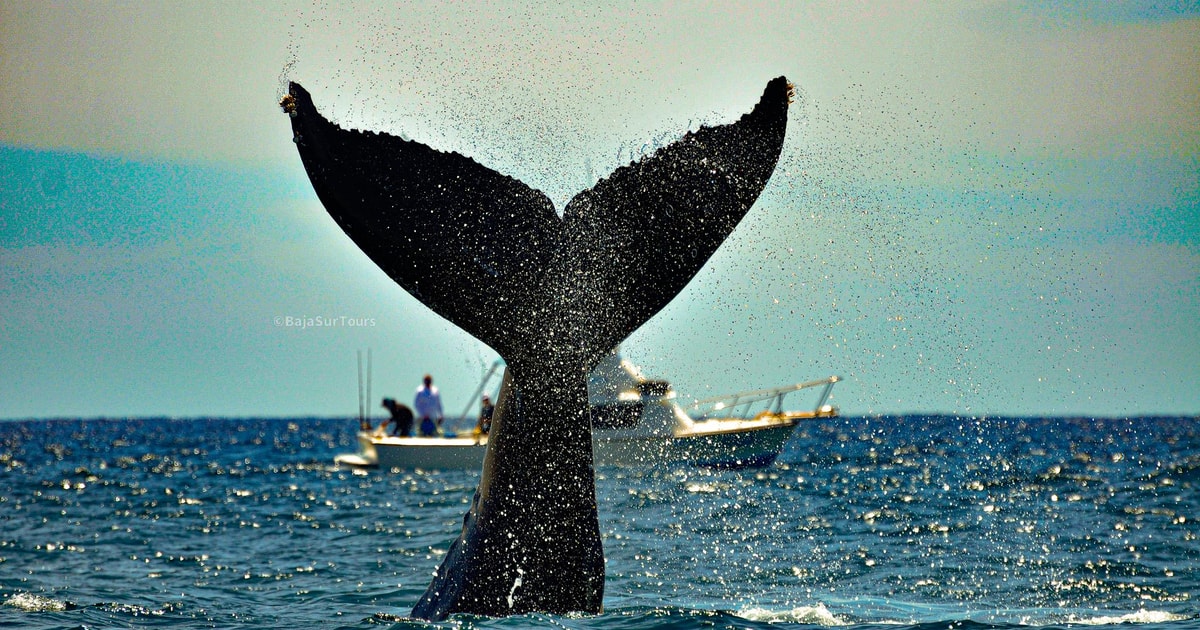 Los Cabos 3hr Humpback Whale Watching with Pick up in La Paz | GetYourGuide