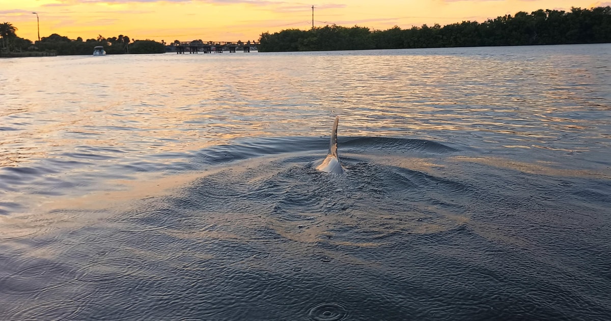Cocoa Beach/Merritt Island: Guided Dolphin and Manatee Tour | GetYourGuide