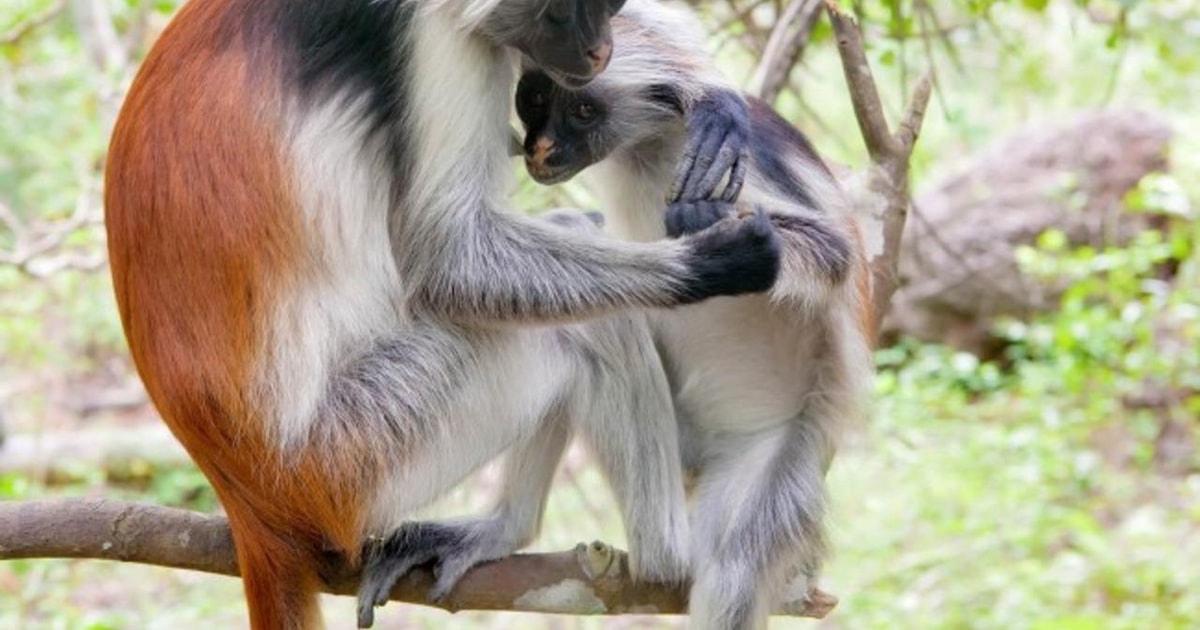 Zanzíbar: Excursión por el bosque de Jozani y los monos colobos rojos ...