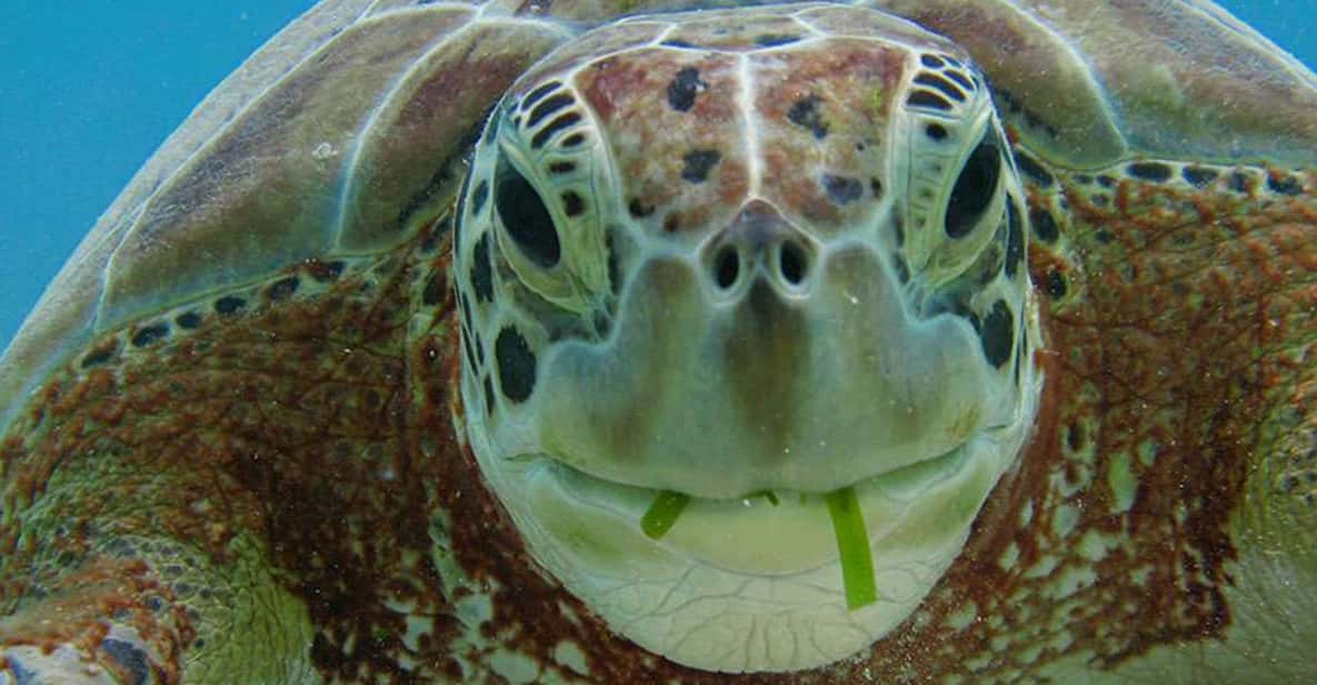 Snorkel Discovery - Turtles & Cenotes | GetYourGuide