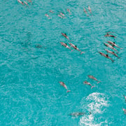 Mombasa: Wasini Dolphin Tour | GetYourGuide