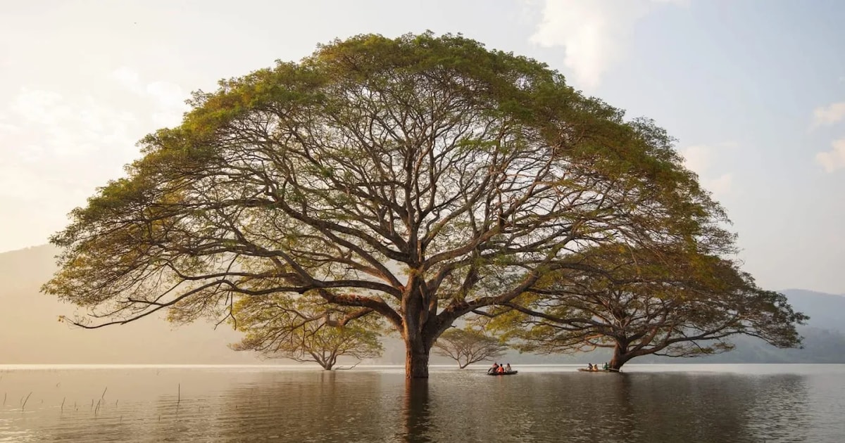 Guided Boat Experience to the Giant Rain Tree in Chiang Mai | GetYourGuide