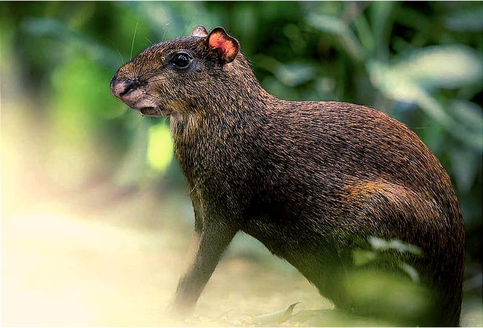 Paseo guiado por la Flora y Fauna de Monteverde | GetYourGuide