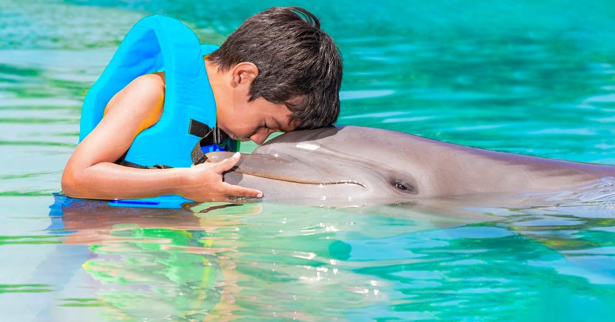 Cancún: Experiencia Dorada con Delfines + Parque Acuático y Buffet ...