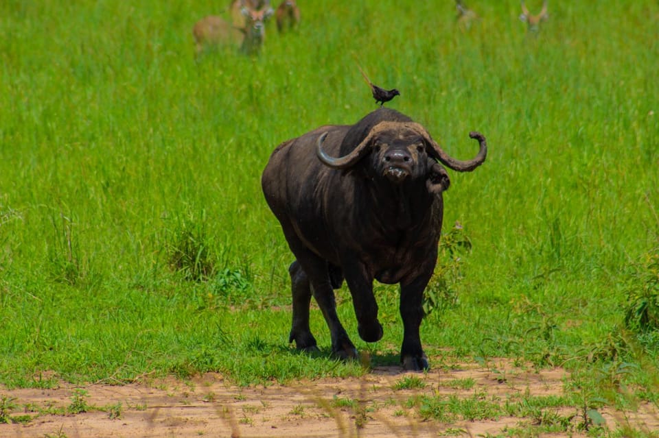 8 Gün Nil Nehri'nin Kaynağı ve Uganda Safari sürüşü. | GetYourGuide