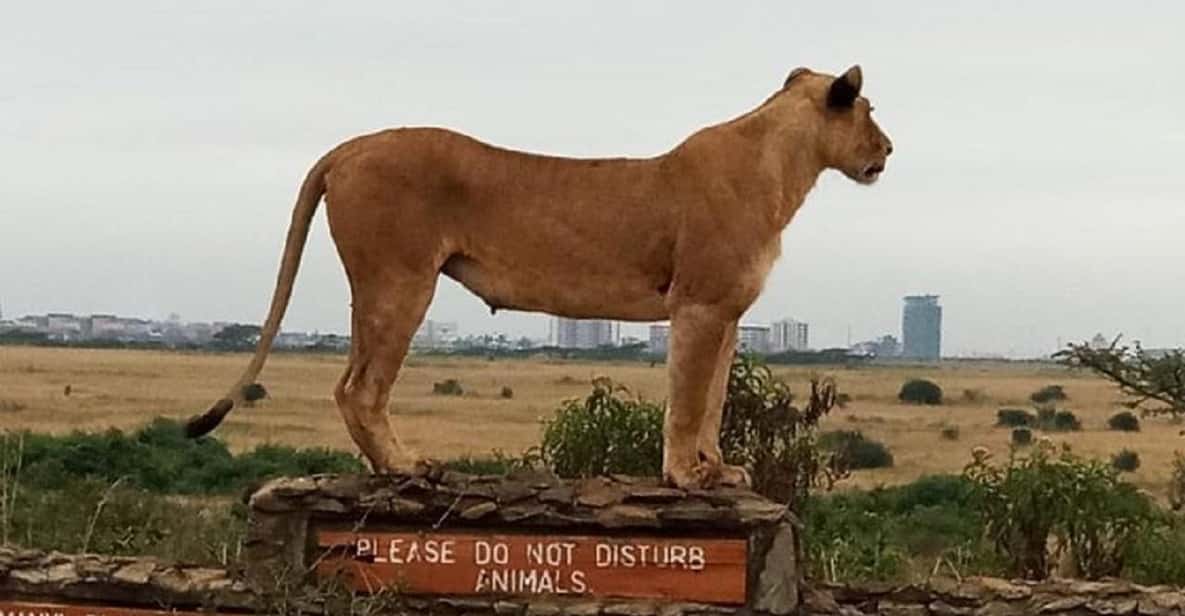 Nairobi National Park , Elephant Orphanage, Guided Day Tour | GetYourGuide