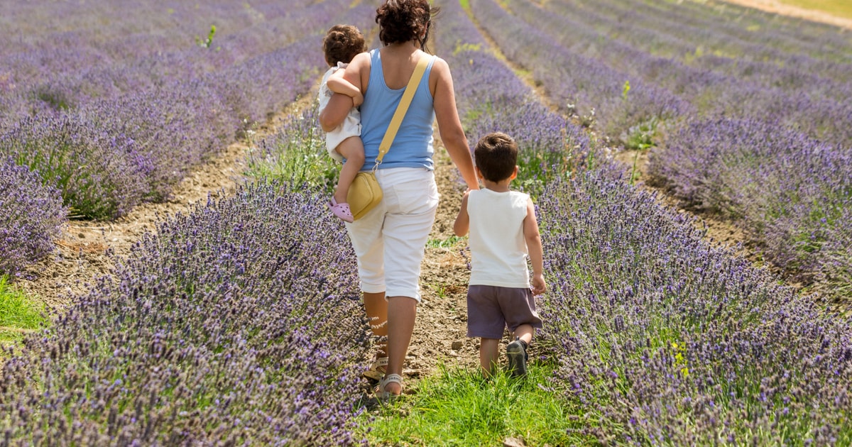 The Hills of Besplas: Visit the lavender fields and distillation ...