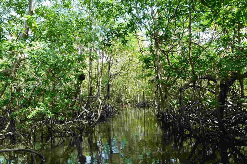 Costa Rica Mangrove Tour: Terraba National Wetlands - Uvita | GetYourGuide