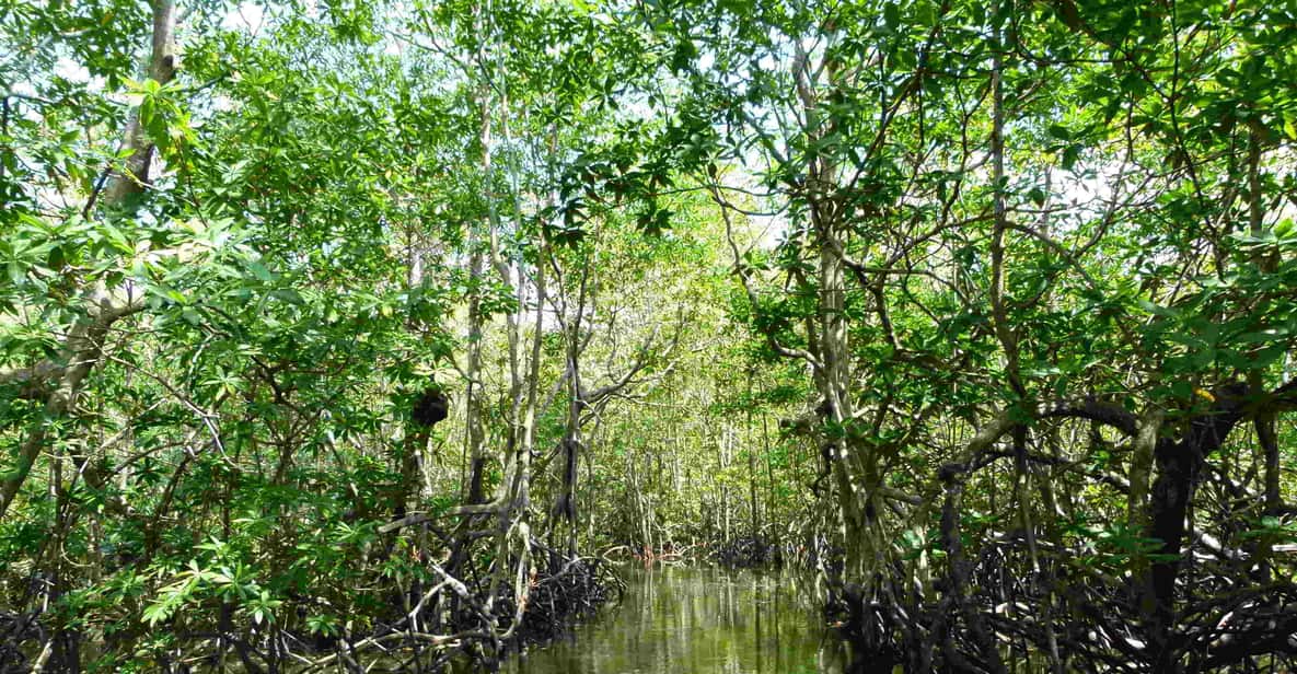 Costa Rica Mangrove Tour: Nationale wetlands van Terraba - Uvita ...