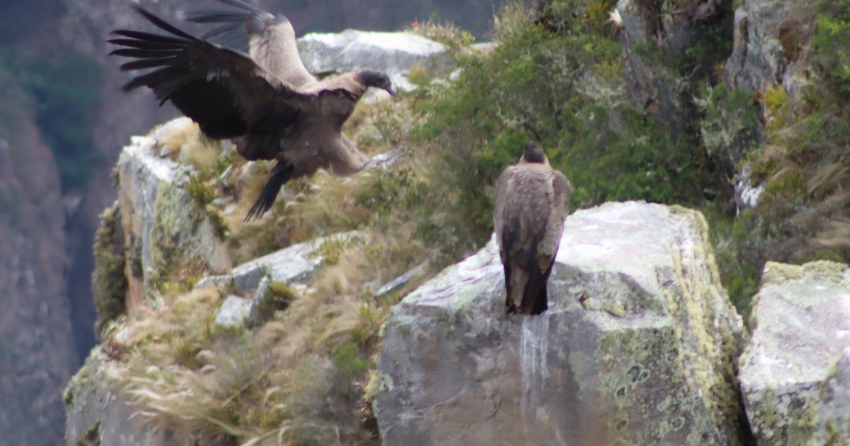 Cusco: Majestic Flight of the Condor in Chonta - Apurimac Canyon ...