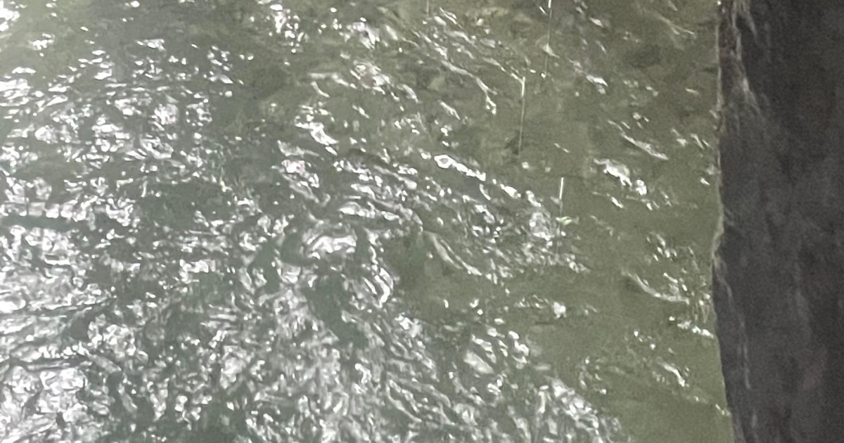 Family Canyoning: Gorg d’abiss | GetYourGuide