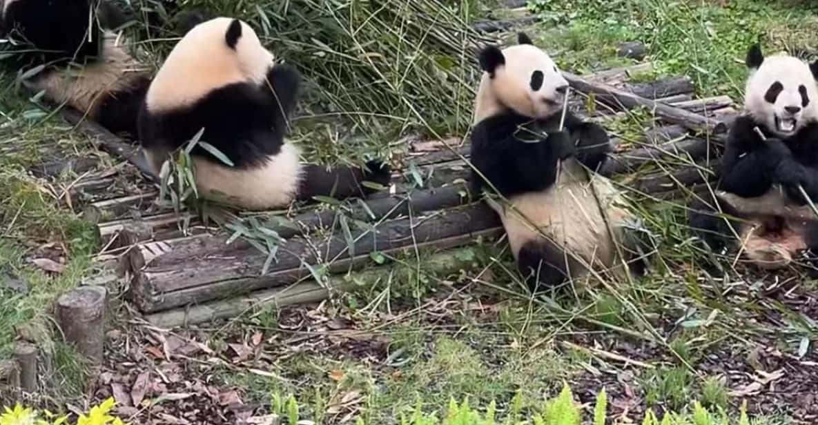 From Chengdu: Leshan Giant Buddha and Panda Base Day Trip | GetYourGuide