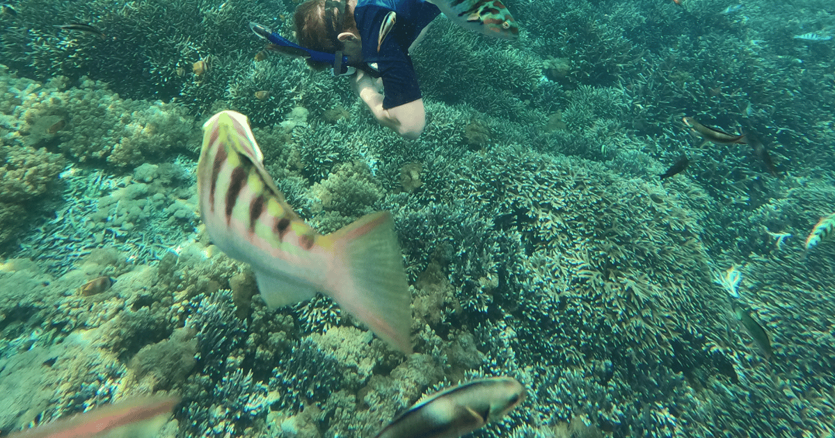 Sanur: Coastal Area Snorkeling Session | GetYourGuide