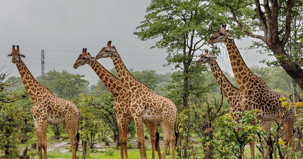 Half Day Safari Tala Game Reserve from Durban | GetYourGuide