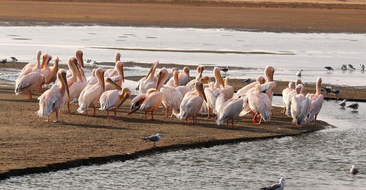 Sandwich Harbor: 4x4 Tour Where the See and Dunes Meet | GetYourGuide