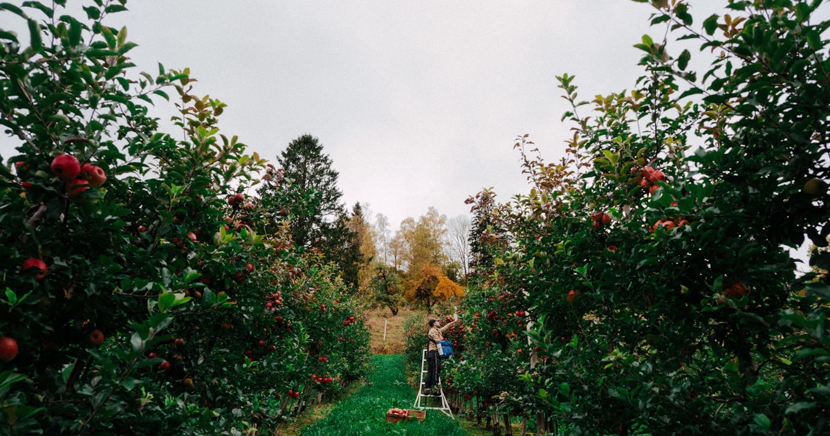 Ulvik: Cider Flight with 4 Types of Cider or Apple Juice | GetYourGuide
