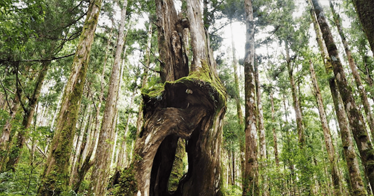 Von Taipeh: Private Tour nach Taipingshan und zur Jiuzhize ...