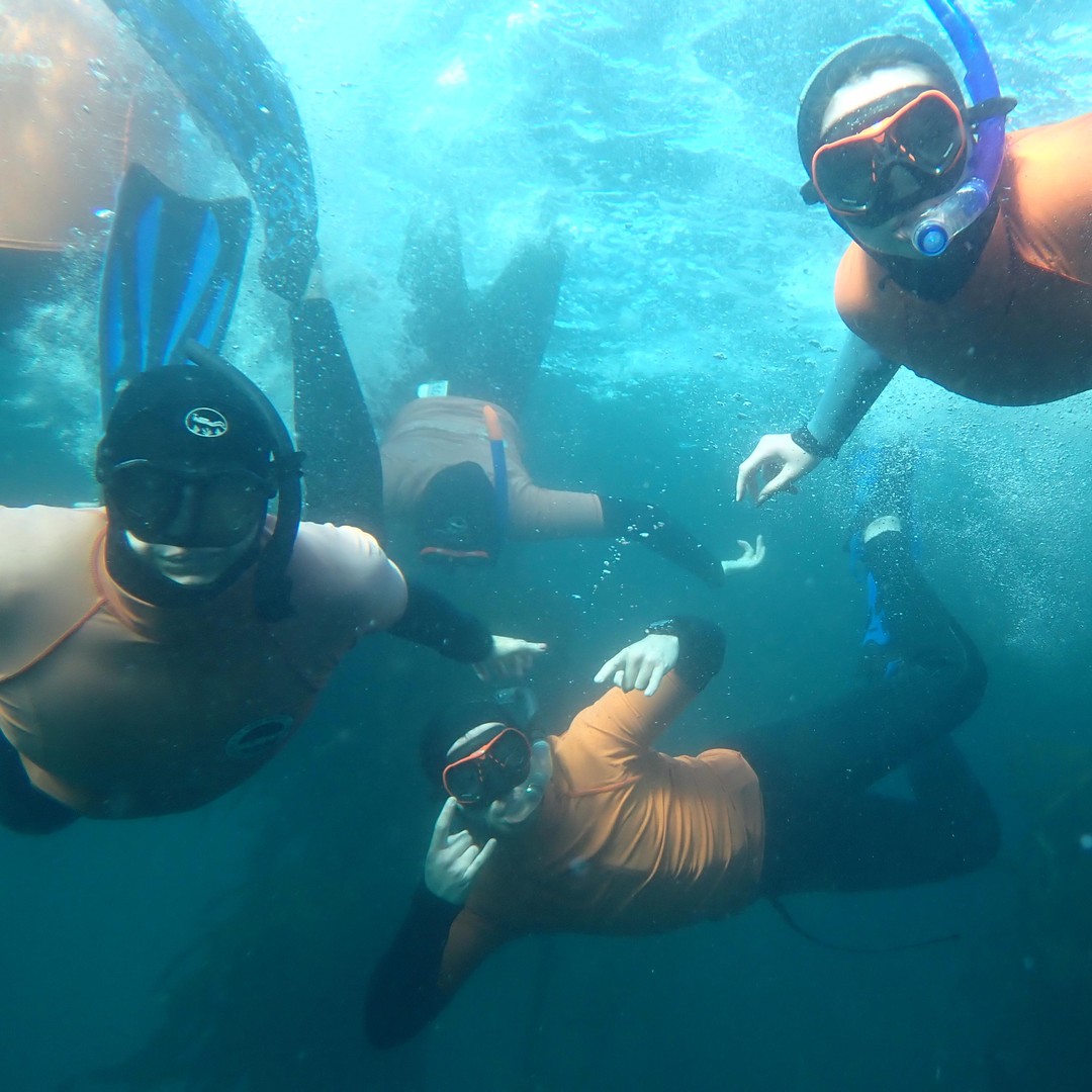 Cape Town: Great African Sea Forest Guided Snorkel | GetYourGuide