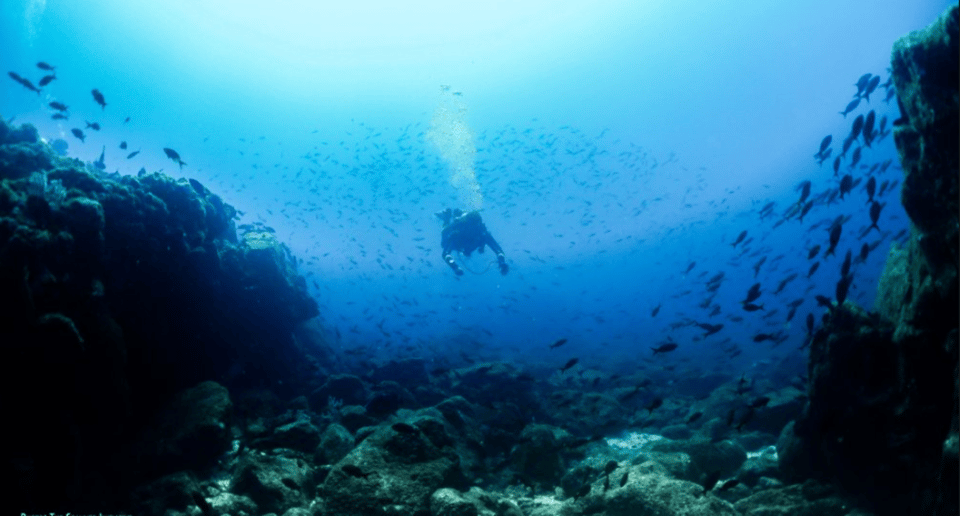 La Paz: Punta Lobos Dive Site | GetYourGuide