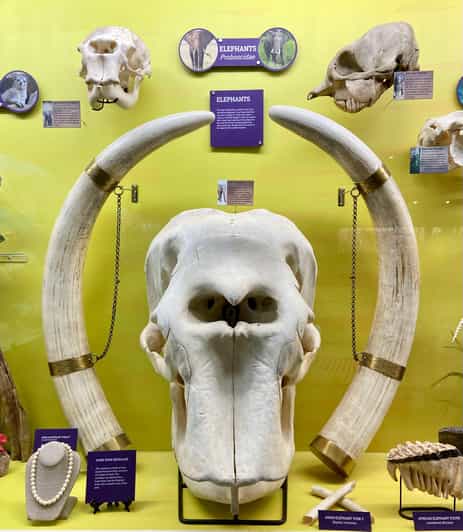 Oklahoma City: SKELETONS: Museum of Osteology Ticket | GetYourGuide