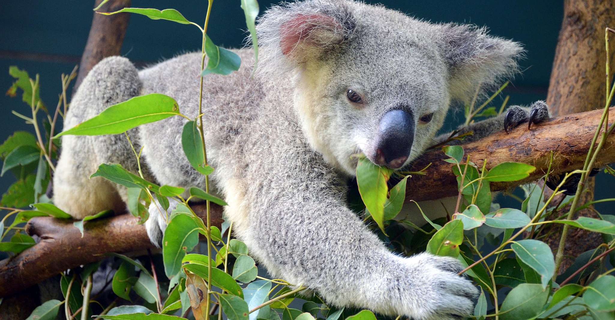 From Brisbane, Australia Zoo Transfer and Entry Ticket | Day Trip in ...