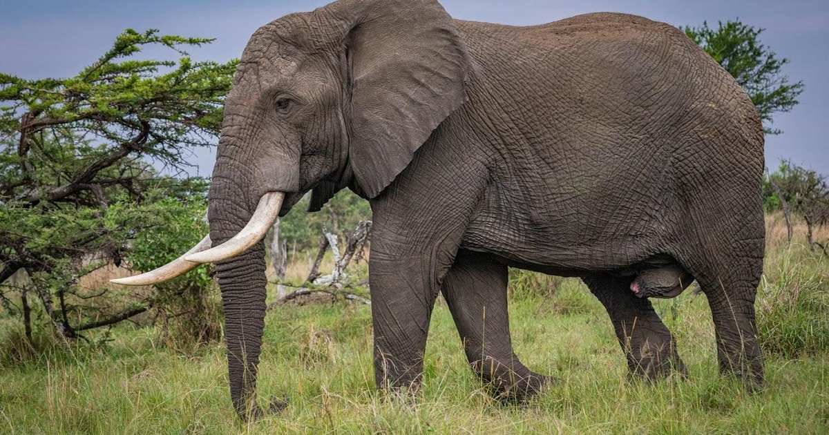 4-Daagse safari's naar het beste van Tanzania - noordelijk circuit ...