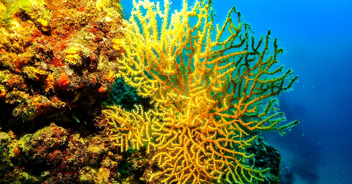 Novalja: esperienza di immersione nel Mare Adriatico | GetYourGuide