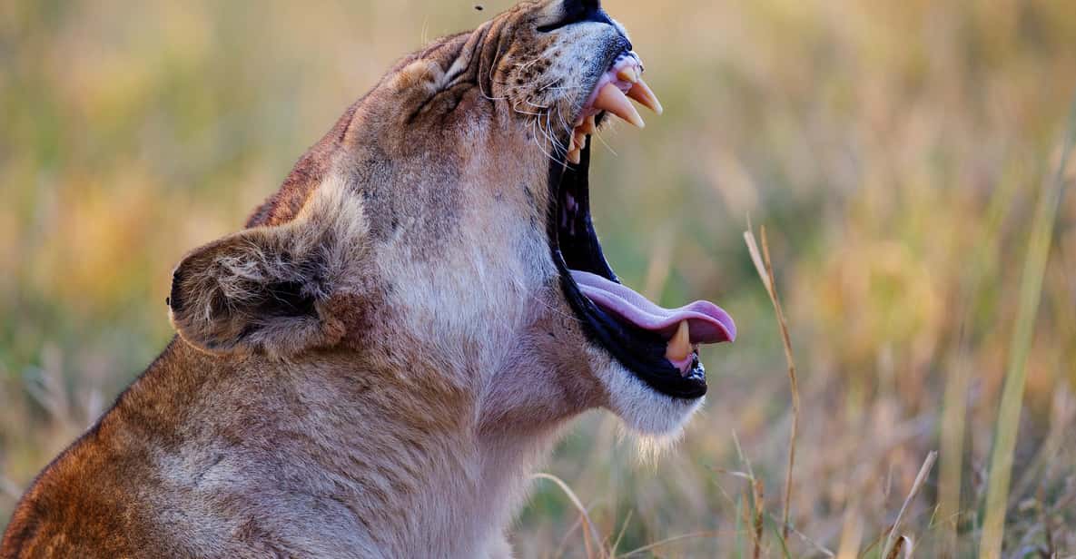 Addo: Private Full-Day Safari Tour with Lunch | GetYourGuide