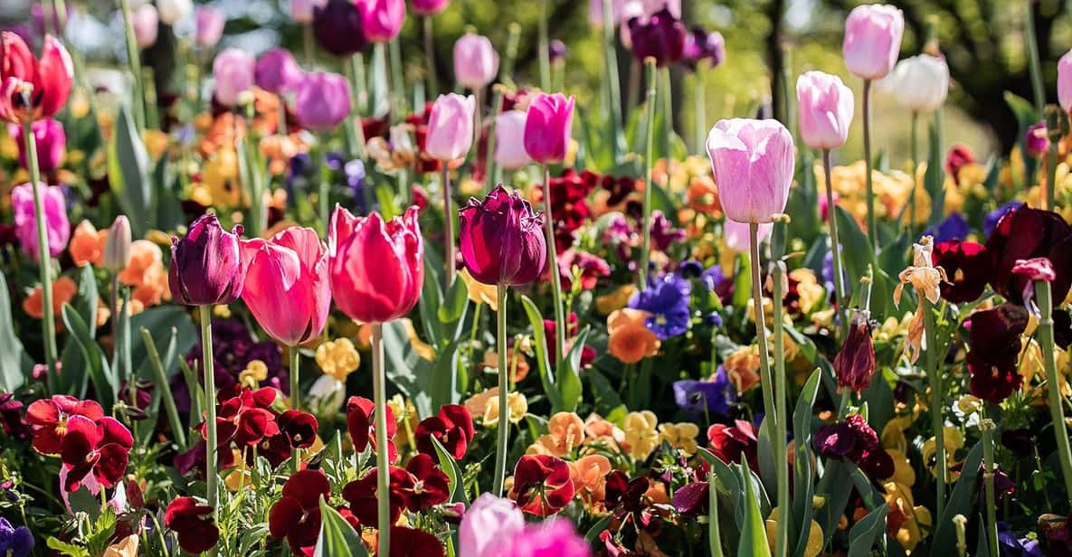 Sydney: Canberra Floriade Festival & Tulip Top Gardens Tour | GetYourGuide